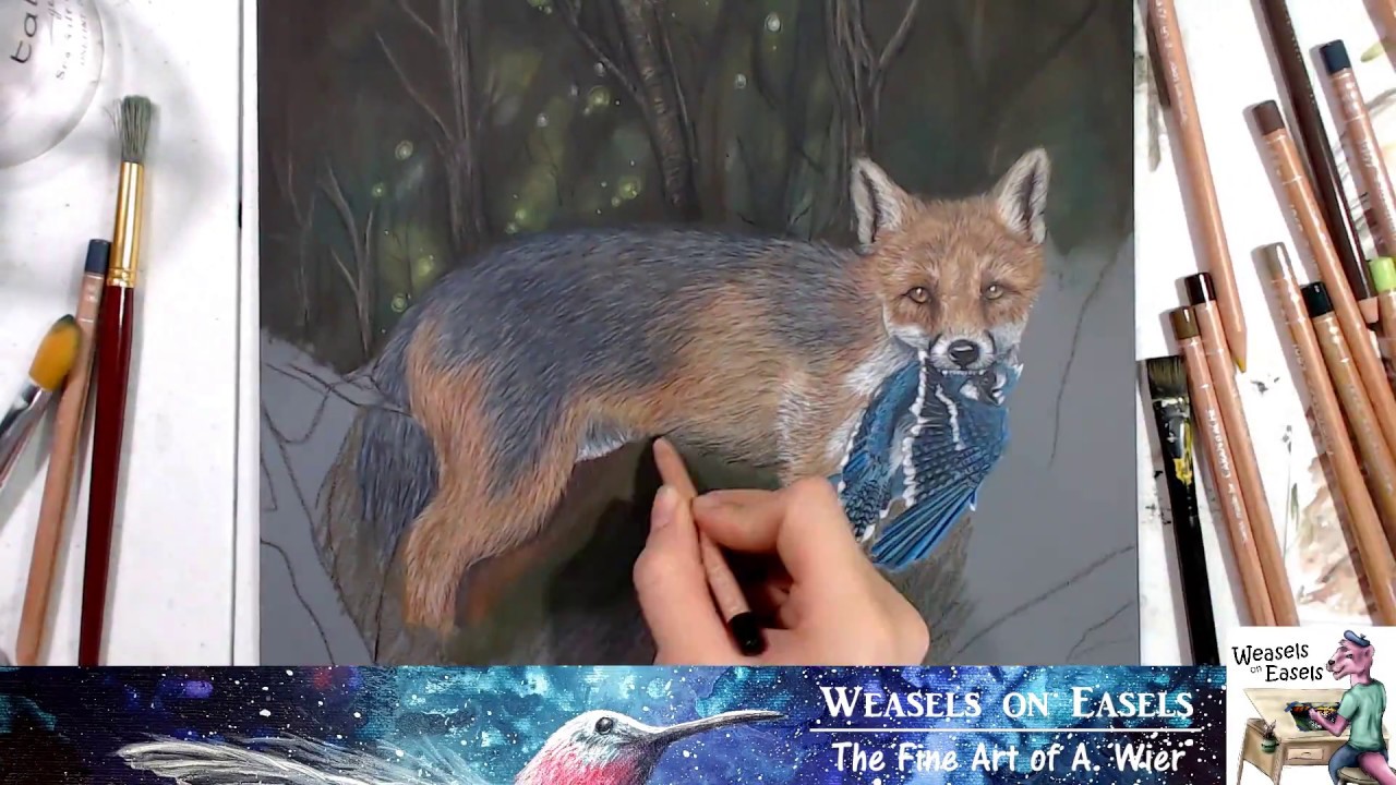 Drawing a Grey Fox in Colored Pencils | Weasels on Easels - YouTube