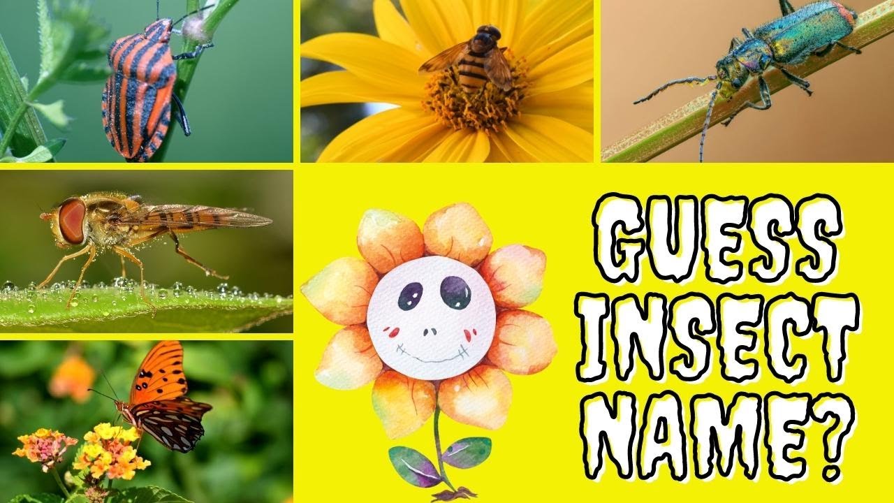 Guess The Insect Name Quiz Part -4 | Fun English Quiz for Kids | Insect ...