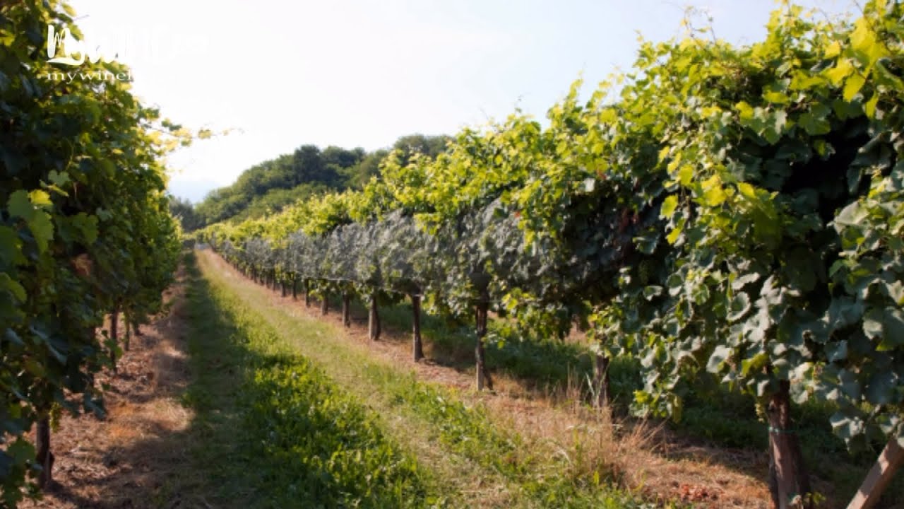 How long does a grapevine live? - YouTube