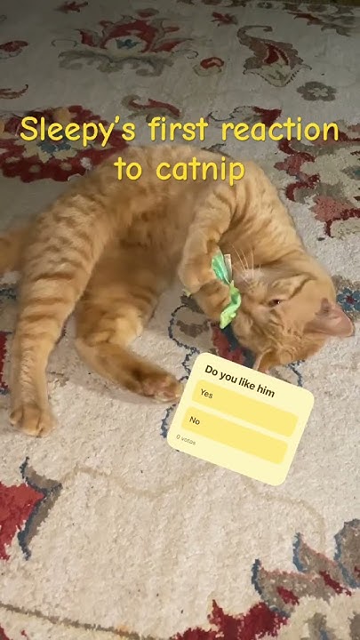 Sleepy’s first reaction to catnip #cat #catlover #funny #cute #cutecat #kitten #shotfeed # ...