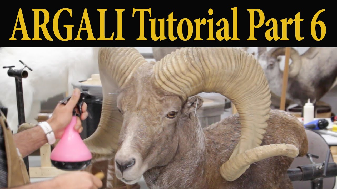 Argali Sheep shoulder mount Tutorial ....Part 6. Art of Taxidermy ...
