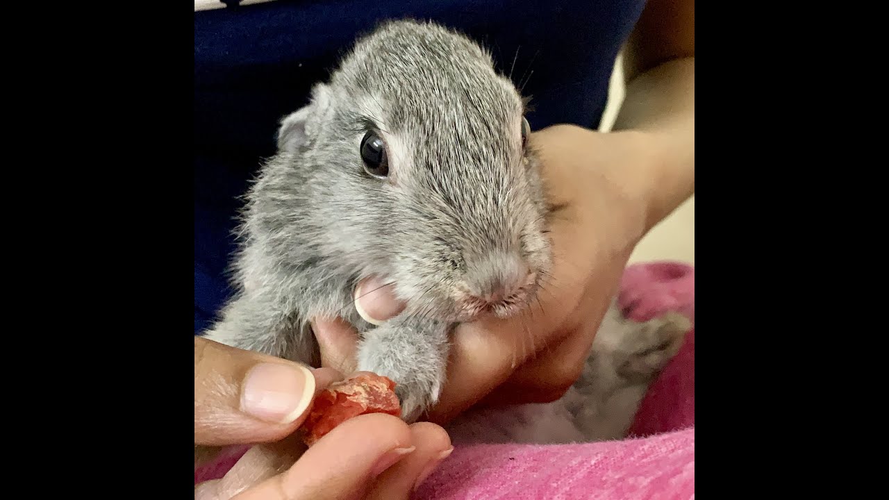 Fastest cute rabbit | Bunny Binkying | Running jumping - YouTube