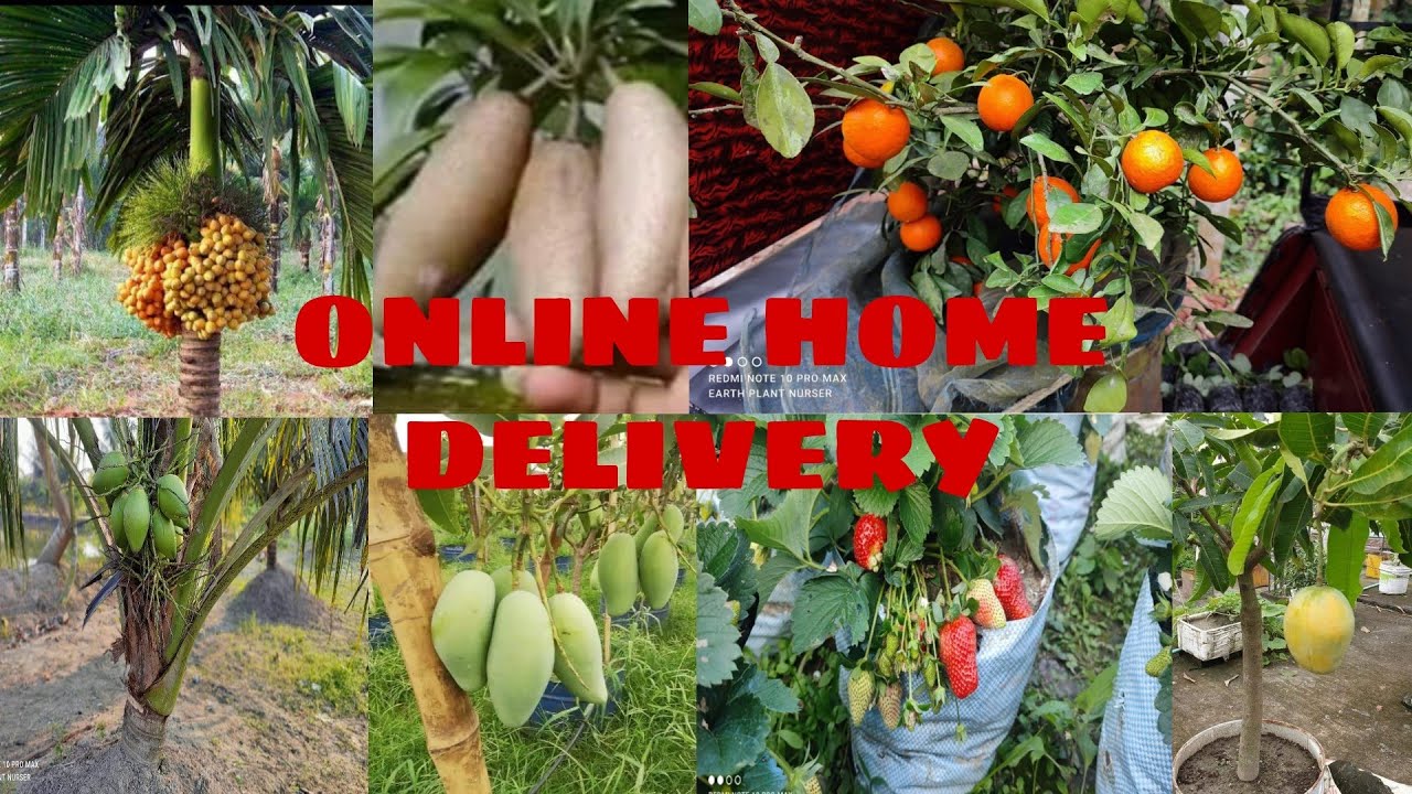 THAI ALL VARIETY / ONLINE HOME DELIVERY / CATIMON MANGO /JACK FRUIT ...