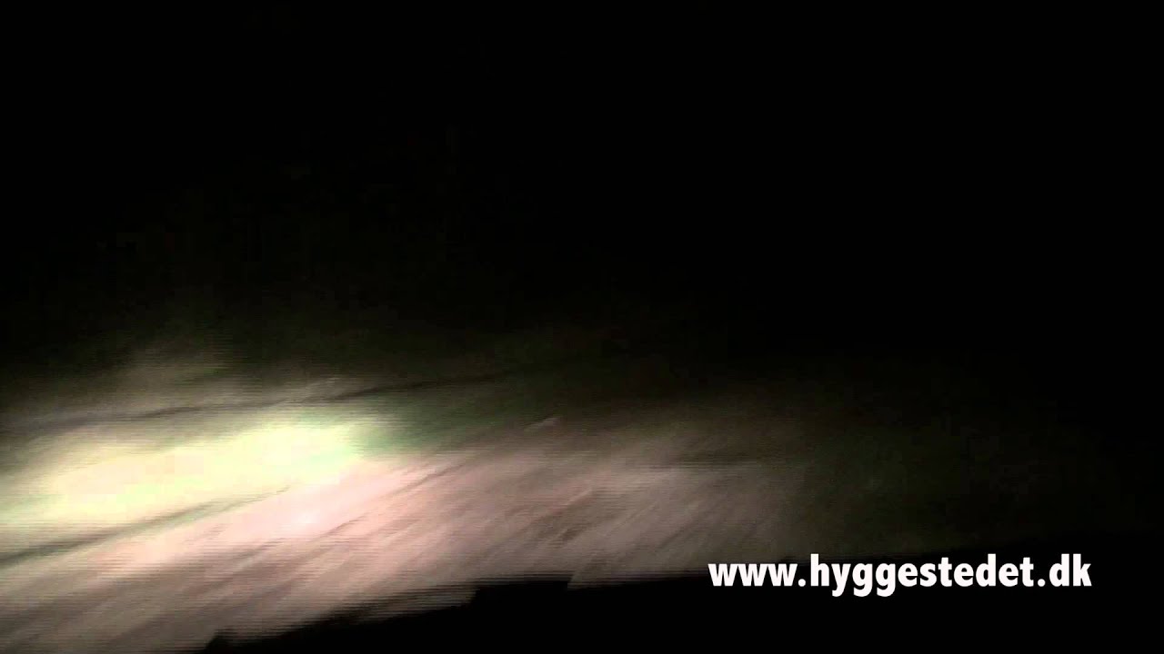 Wolf seen in Vestjylland in Denmark!!! - YouTube