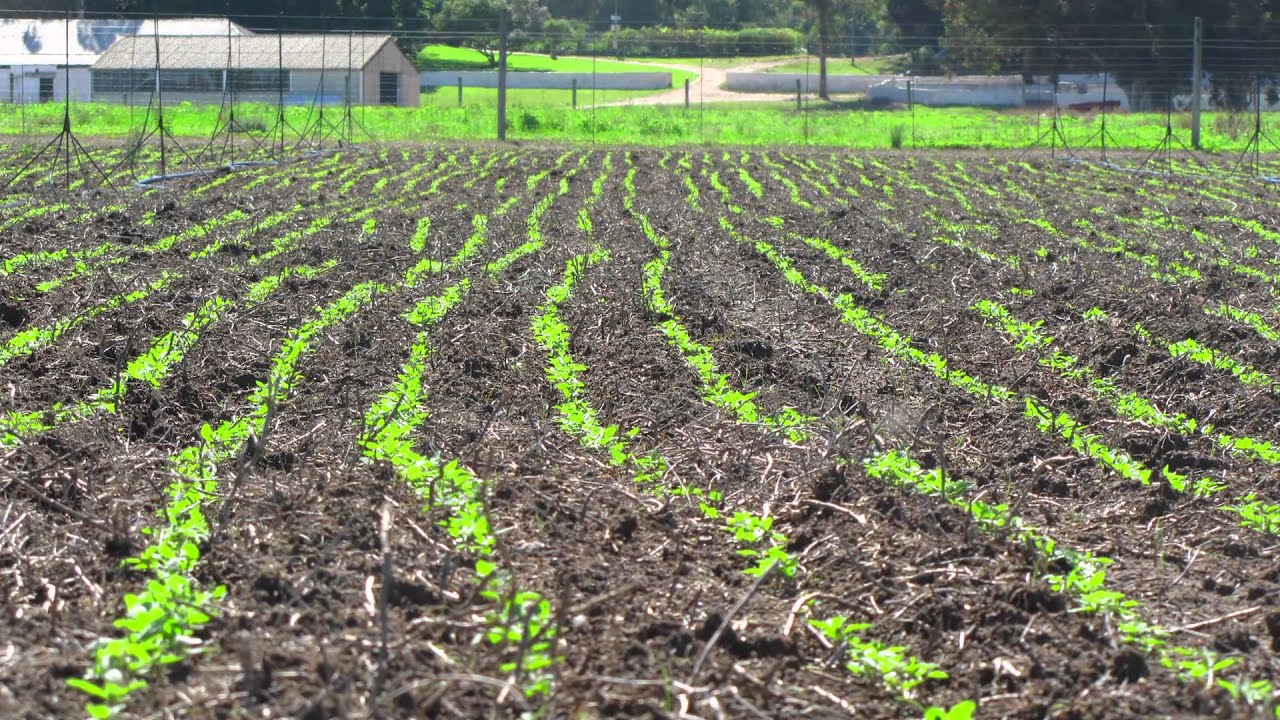 HEMP TRIAL Dec 2013 2 - YouTube