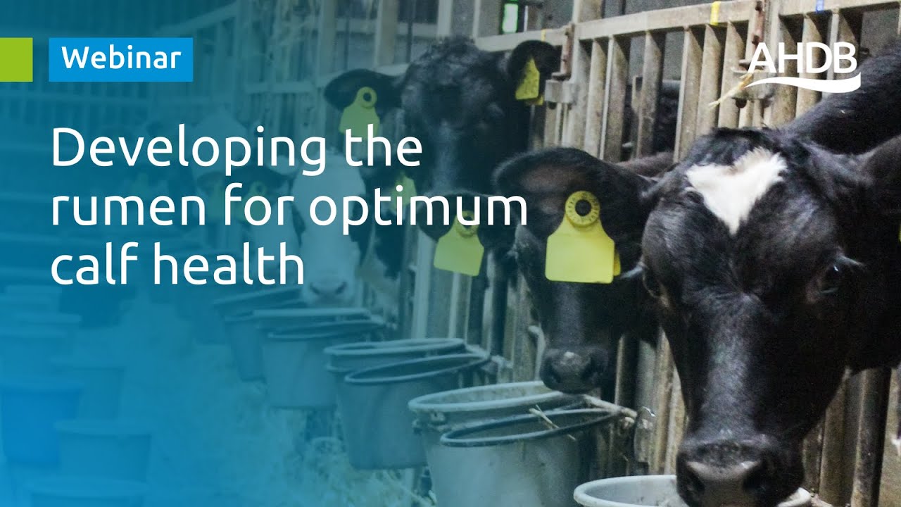 Developing the rumen for optimum calf health - YouTube