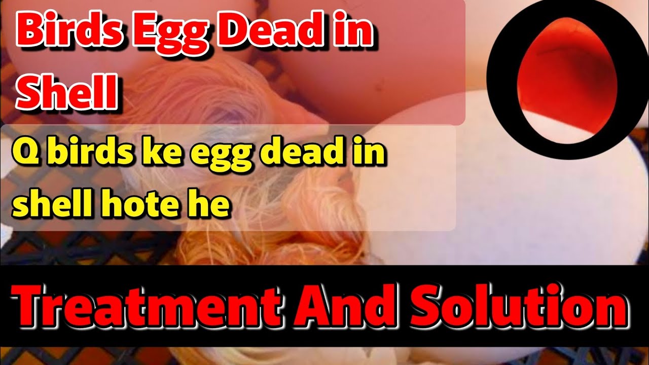Birds Ke Egg Dead In Shell q hote he ||agar birds Dead In shell egg de ...