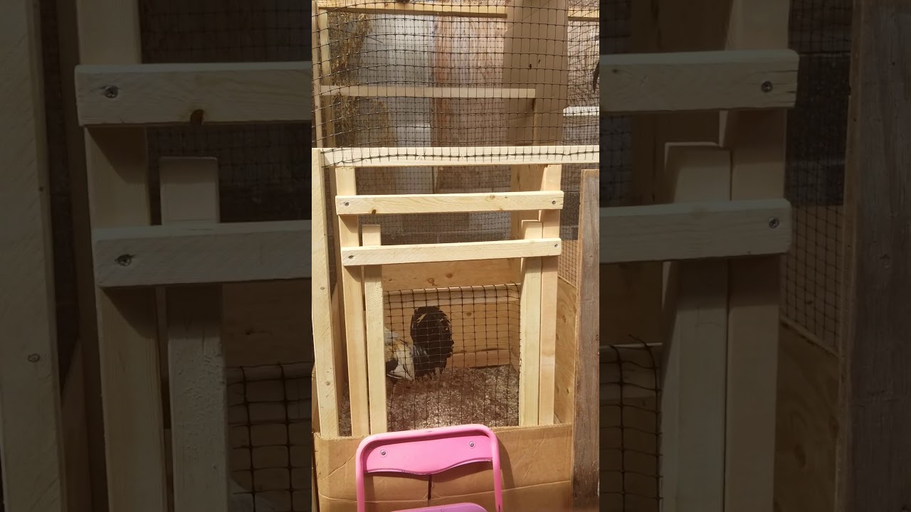 Fly pen for gamefowl - YouTube