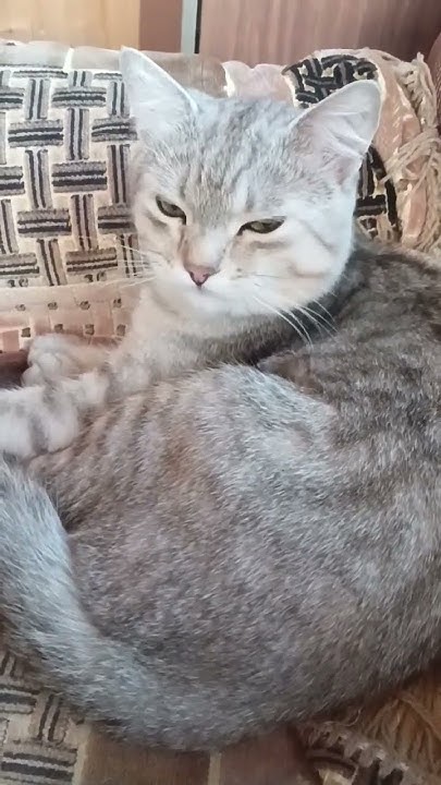 звонок коту #кот #барс #британец - YouTube