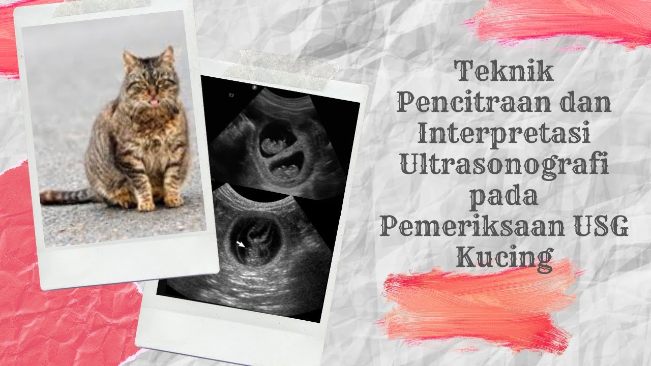 P1a Teknik pencitraan dan intepretasi ultrasonografi pada pemeriksaan ...