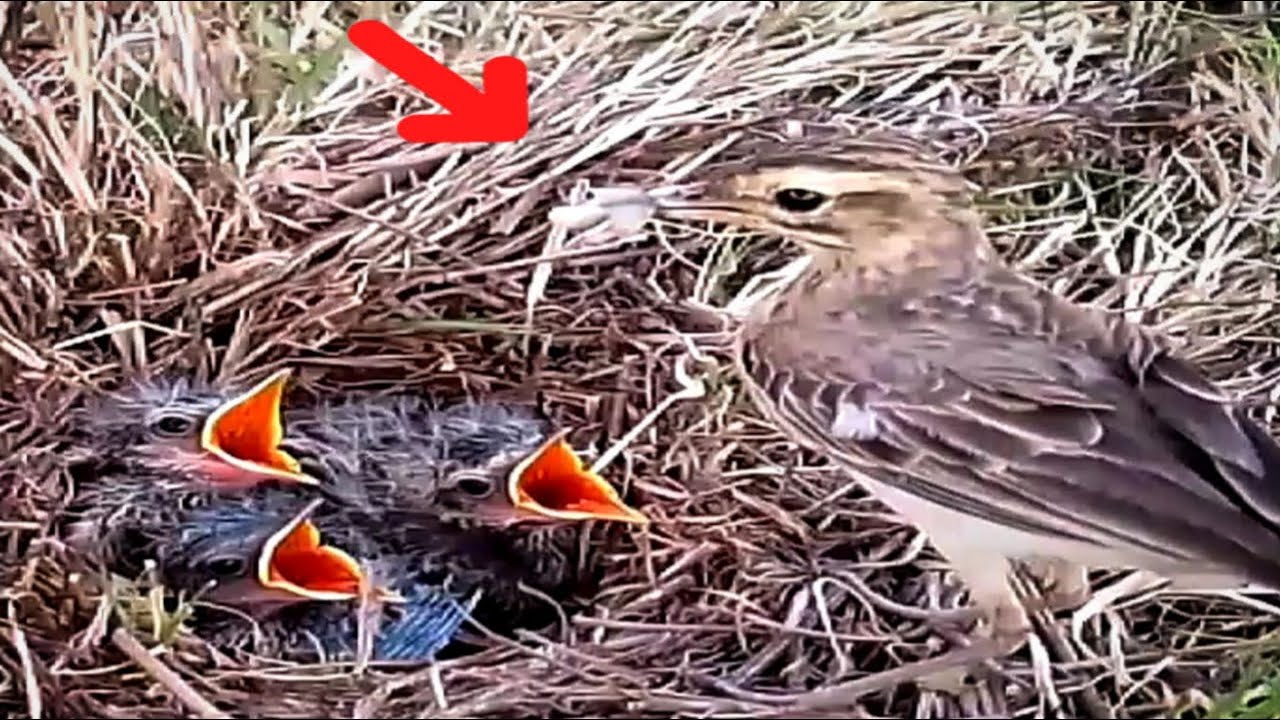Sprague's pipit Bird brings baby food to eat well#bird - YouTube