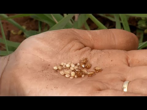 PERCEVEJO CASTANHO-DAS-RAÍZES - PRAGA DE DIFÍCIL CONTROLE NAS PASTAGENS ...
