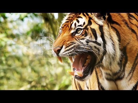 Best Documentaries || Amazing Wildlife Documentary HD || National ...