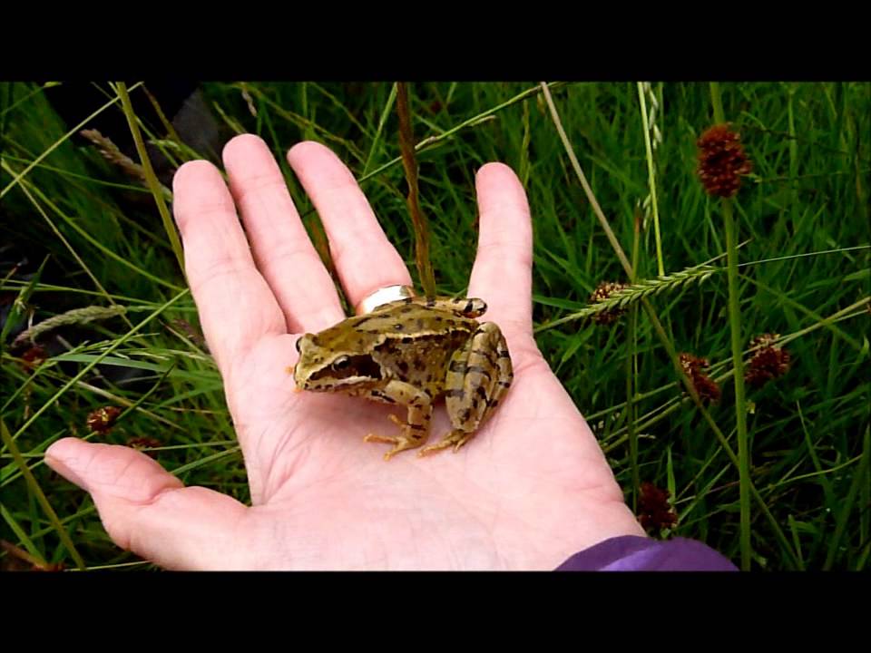 Common Frog in meadow at Wapley Bushes Local Nature Reserve - YouTube
