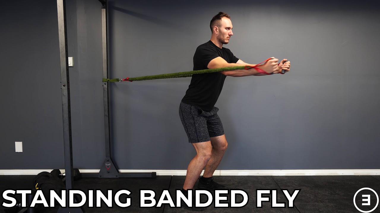 Standing Banded Fly - YouTube