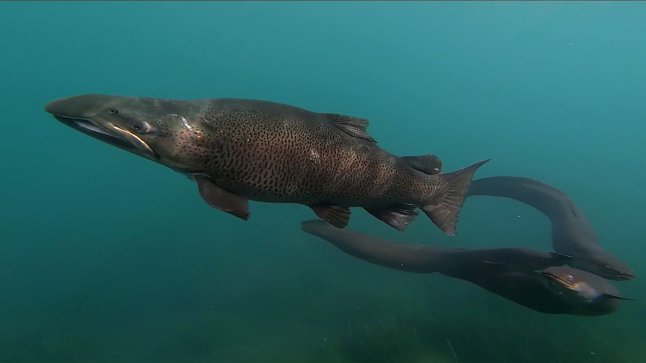 Wanaka Pier Fish n Eels - YouTube