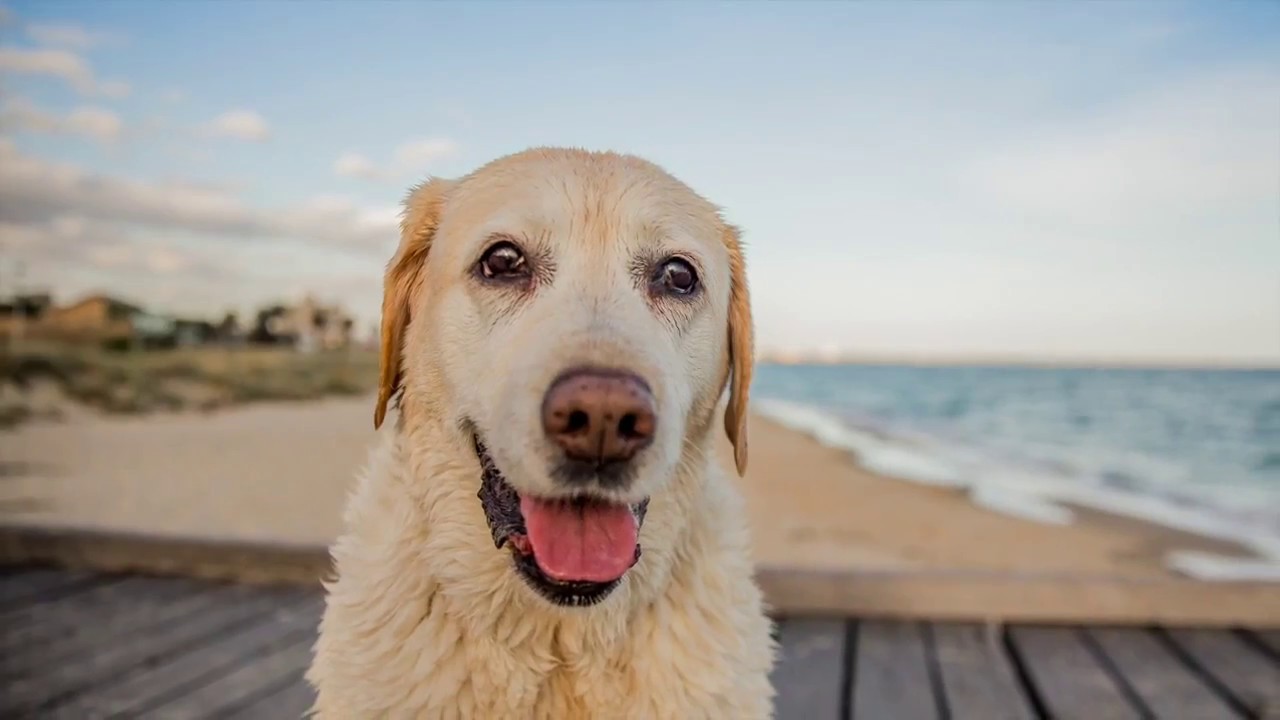 Bonnie the Labrador at the Beach | Ragamuffin Pet Photography - YouTube