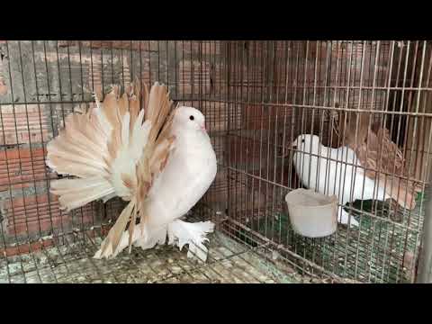 Fantail Pigeon | New breeding tailmark male - YouTube