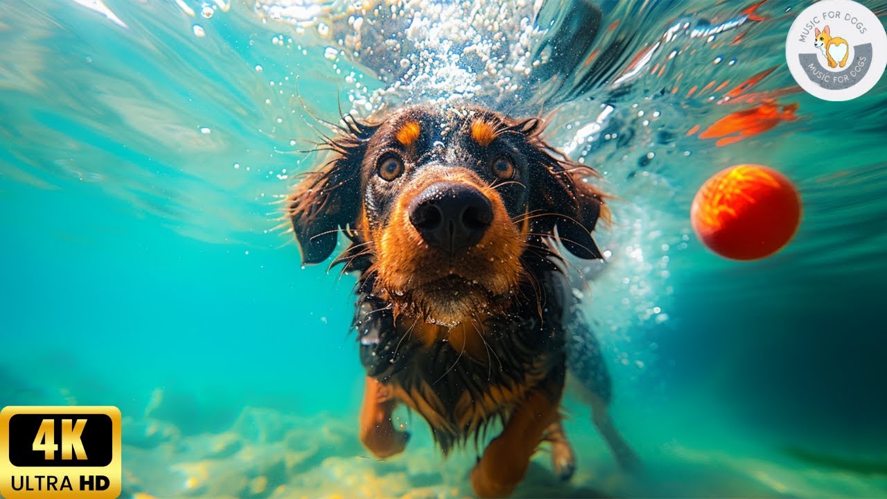 MUSIC FOR DOGS TV : Endless Entertainment for Dogs 🐶 Calm Stressed with ...