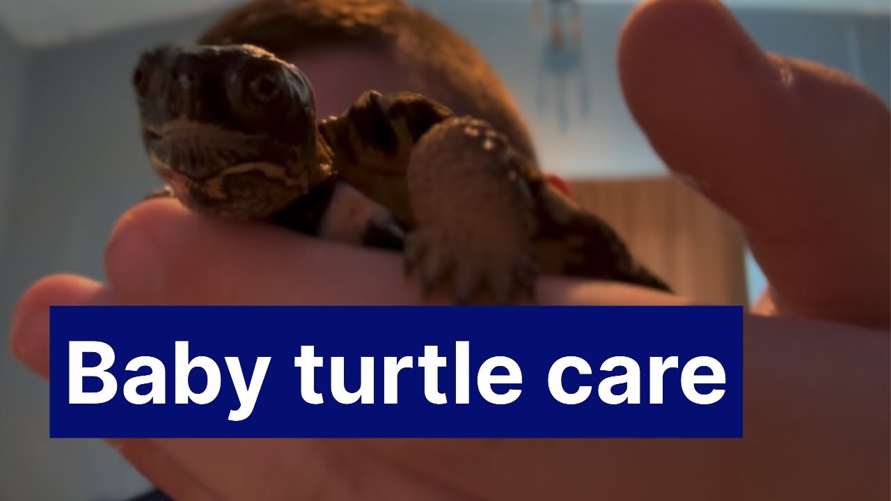 How to care for baby turtles - YouTube