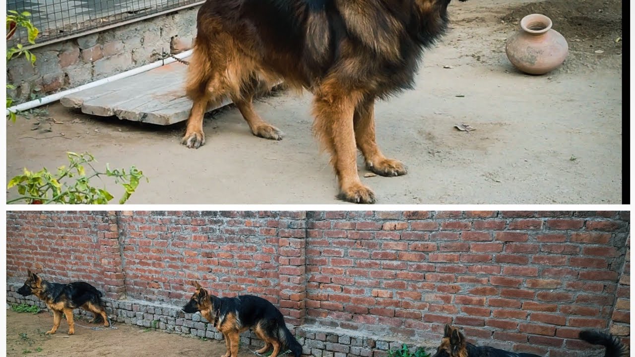 Champion German Shepherd father with his 3 prince puppies - YouTube