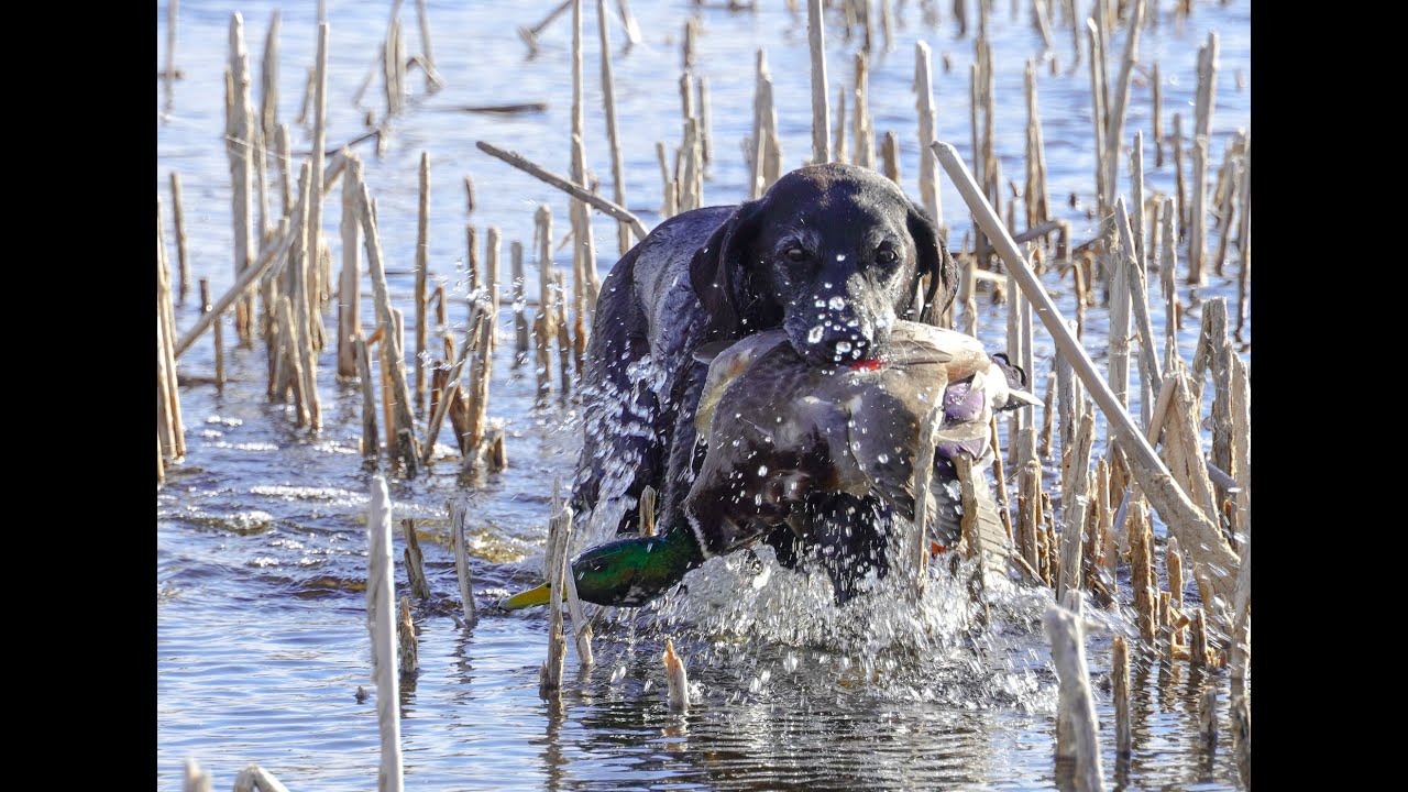 28 gauge mallard hunt - YouTube