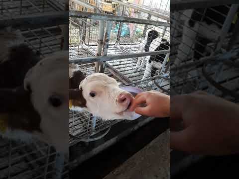 Parmak emen 20 günlük buzağı!