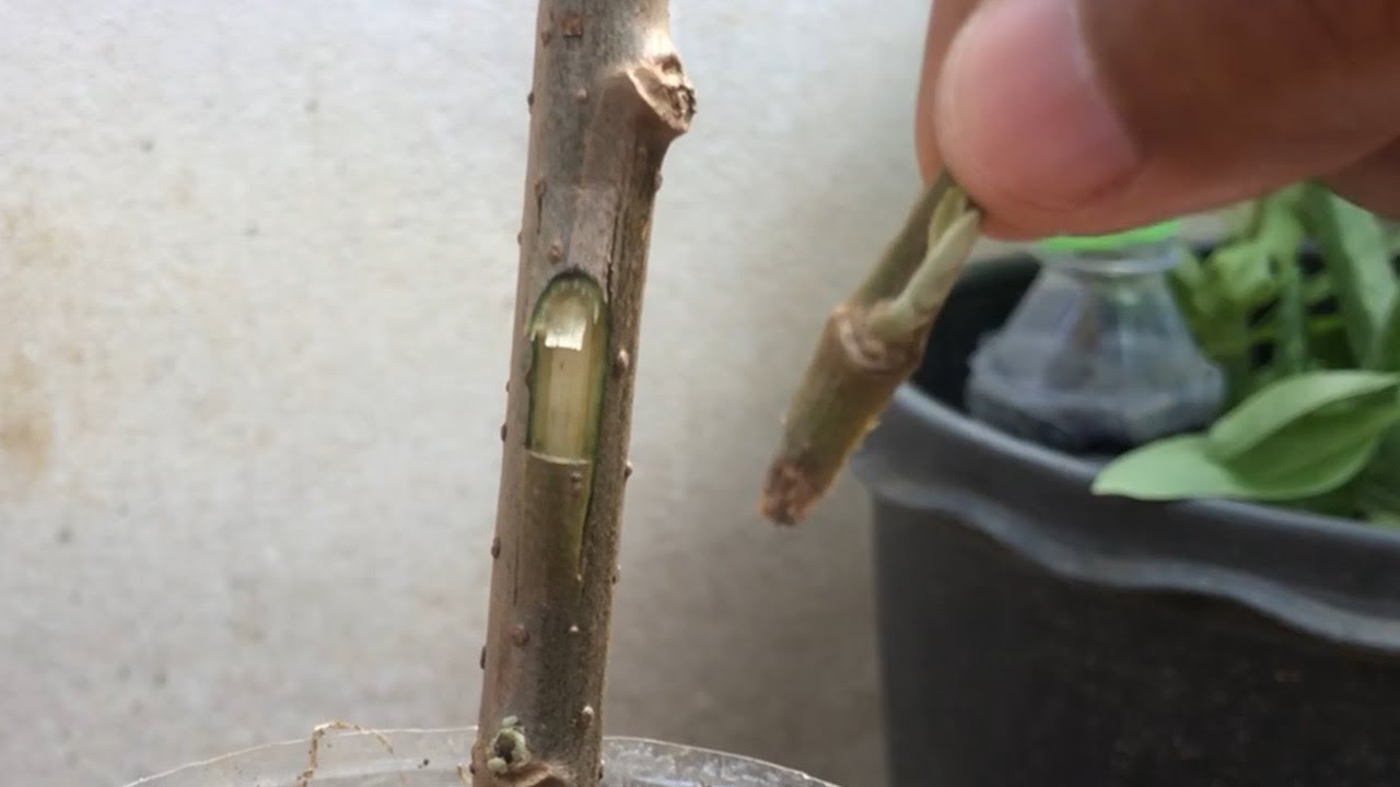 How To Graft Branches Tree With Small branches/Wrap With plastic # ...
