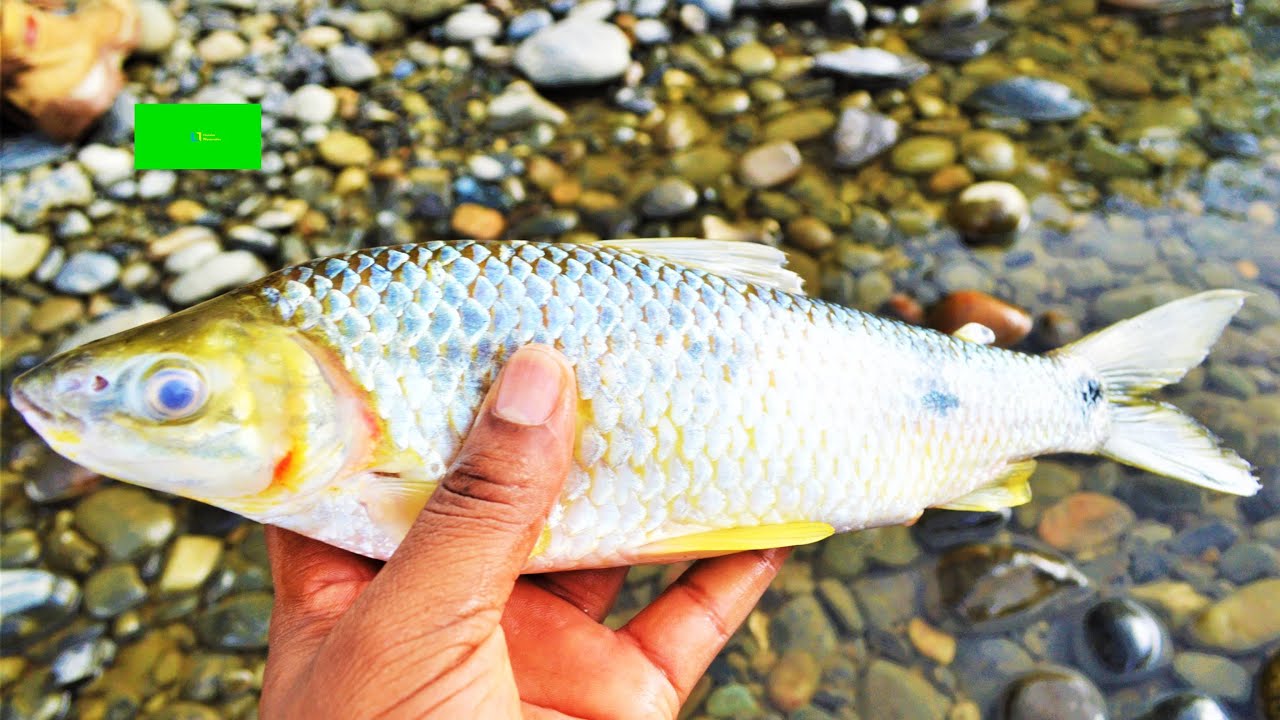 Pesca primitiva con Chinchorro y Atarraya - Part III - YouTube