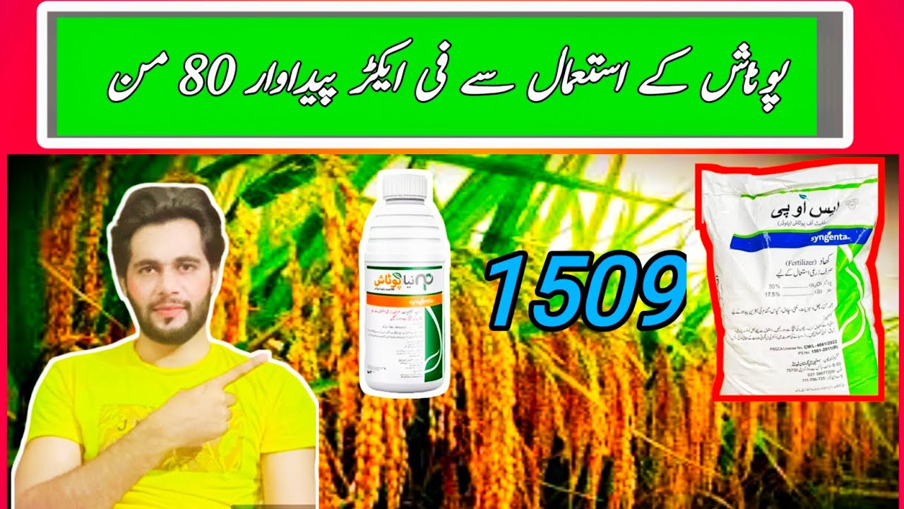 Maximizing Rice Crop Yields with Potash Fertilizer | Potash khad ke ...