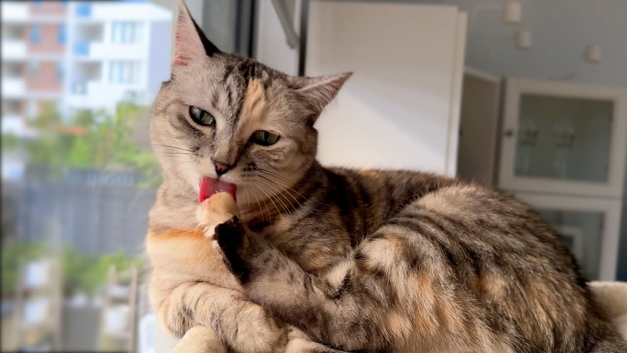 Getting my pawdicure done - cat gets their pedicure done! - YouTube