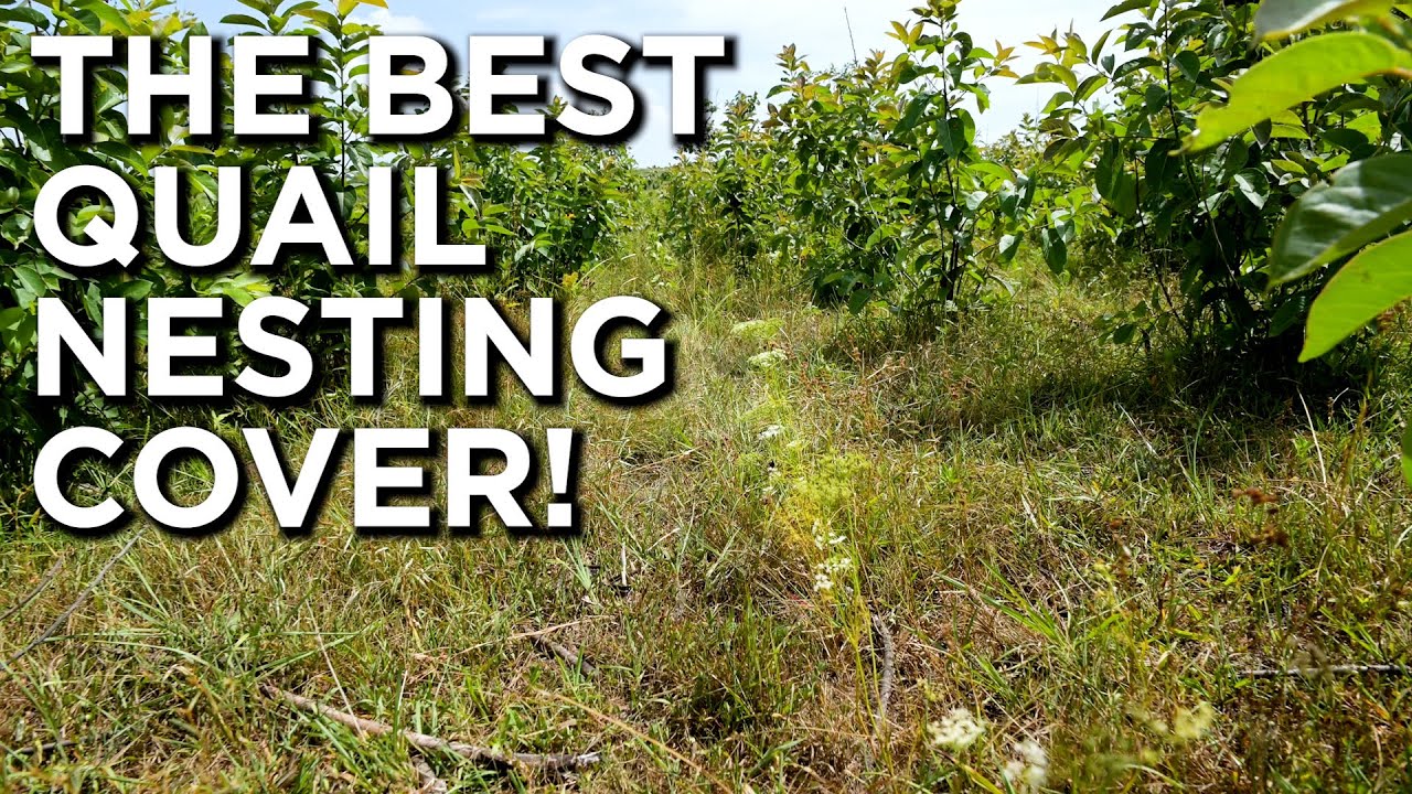 The BEST Nesting Cover For Bobwhite Quail!! - YouTube