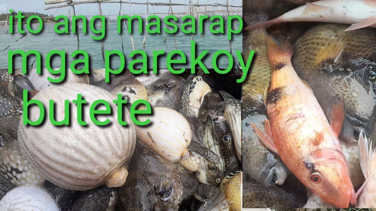 ep 20 ito ang masarap mga parekoy butete - YouTube