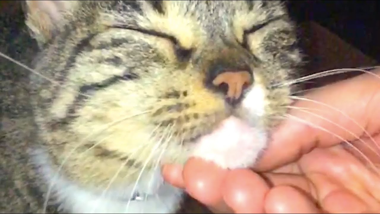 A Gooood Chin Scratch for Cat Lovers - YouTube