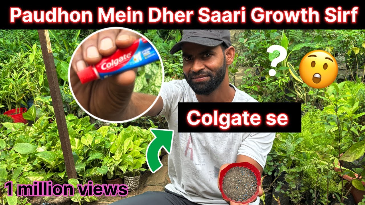 Apne paudhon Mein growth ke liye yah chij Jarur dalen/ best gardening ...