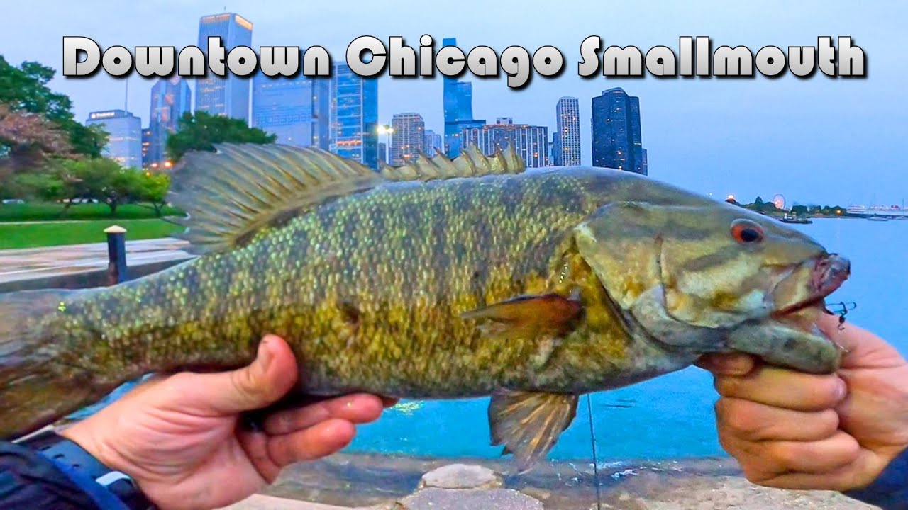 Big Downtown Chicago Smallmouth Bass 5/18/2021 - YouTube