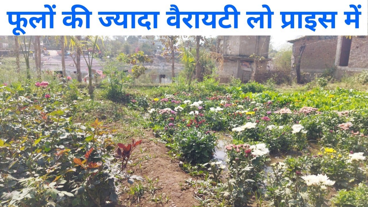 बागवानी प्लांट ब्लॉग वीडियो 🪴घर,गार्डन सजायें फूलों से Ghar inner outer ...