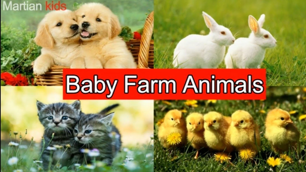 Baby Farm Animals Names for kids | Baby Animals names for children and ...