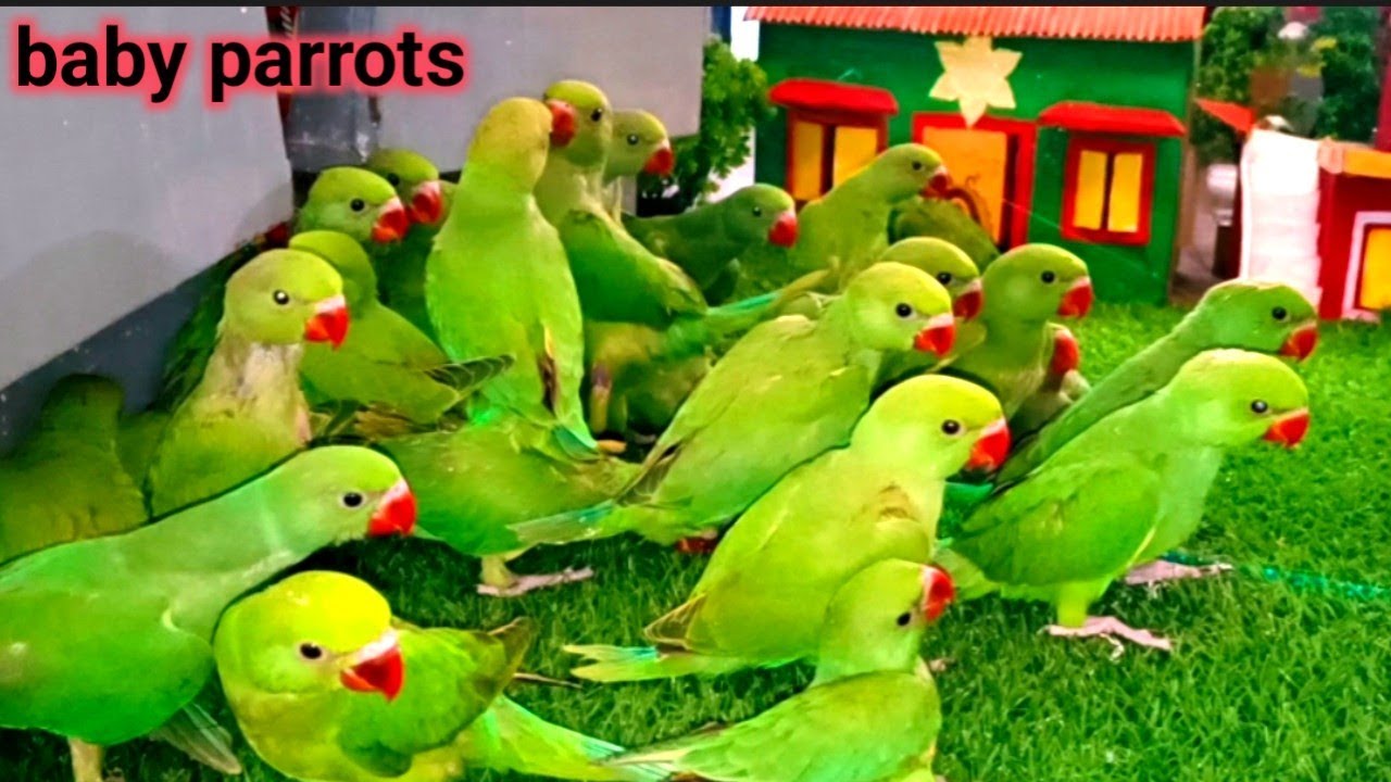 Baby parrots sounds | Natural Parrot Sounds Videos / Voice | Tanishu Singh Miniature|@ParroTube ...