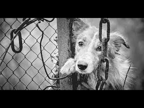 ΟΧΙ ΣΤΗΝ ΚΑΚΟΠΟΙΗΣΗ ΖΩΩΝ !!! - YouTube