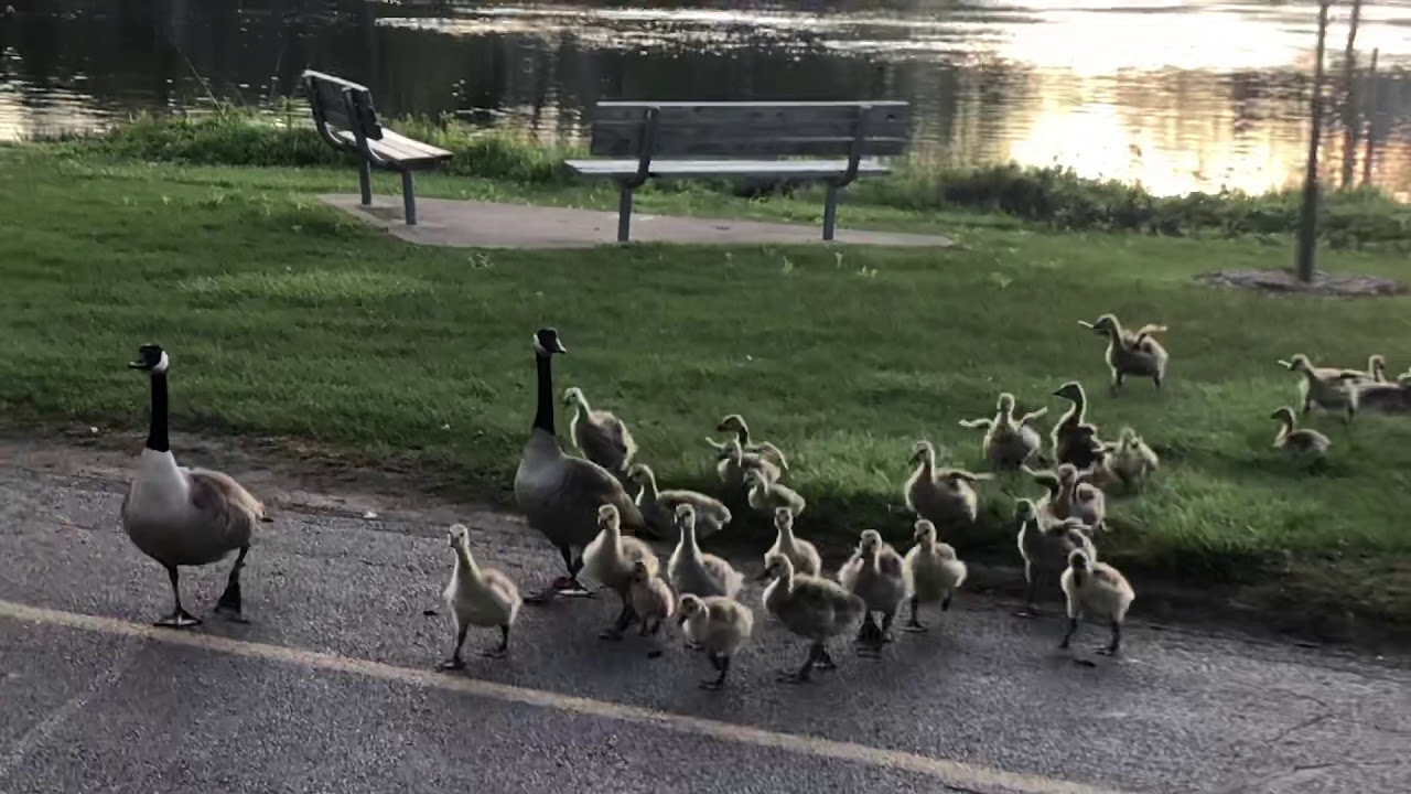 About thirty baby geese cross a bike path - YouTube