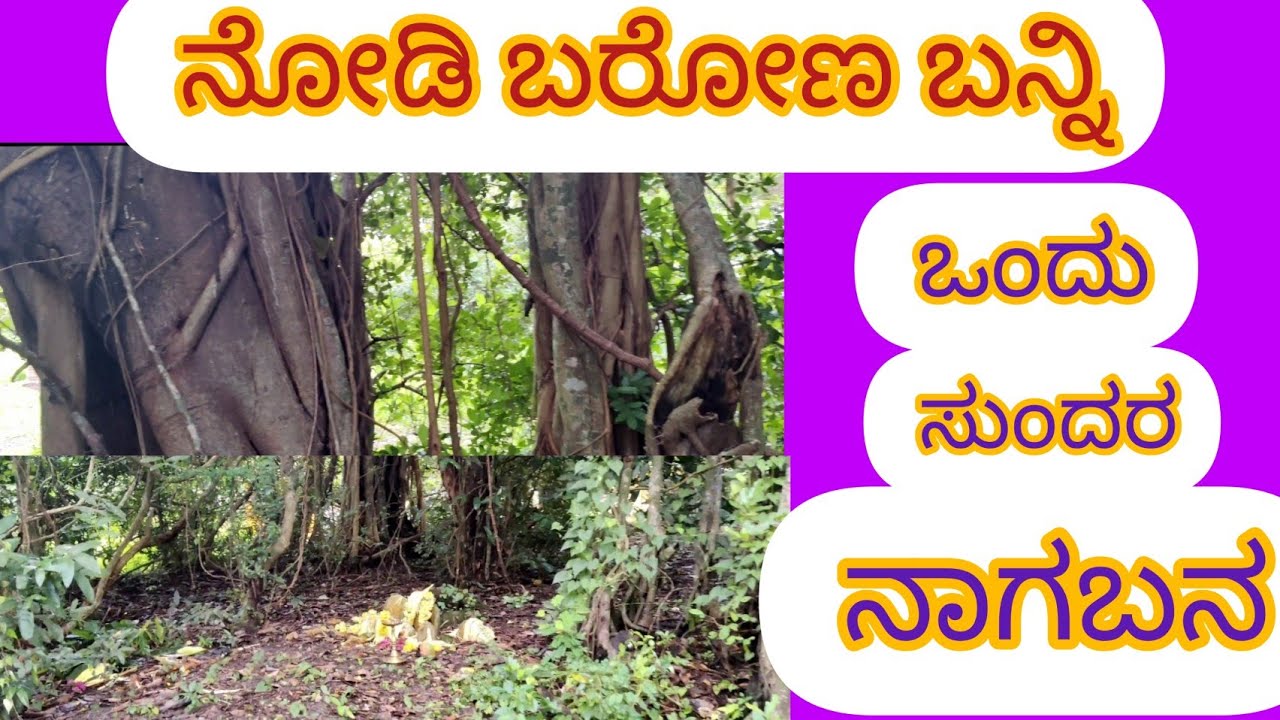 A Worth seeing Beautiful Naga Bana / ಒಂದು ಸುಂದರ ನಾಗಬನ ನೋಡಿ ಬರೋಣ ಬನ್ನಿ ...