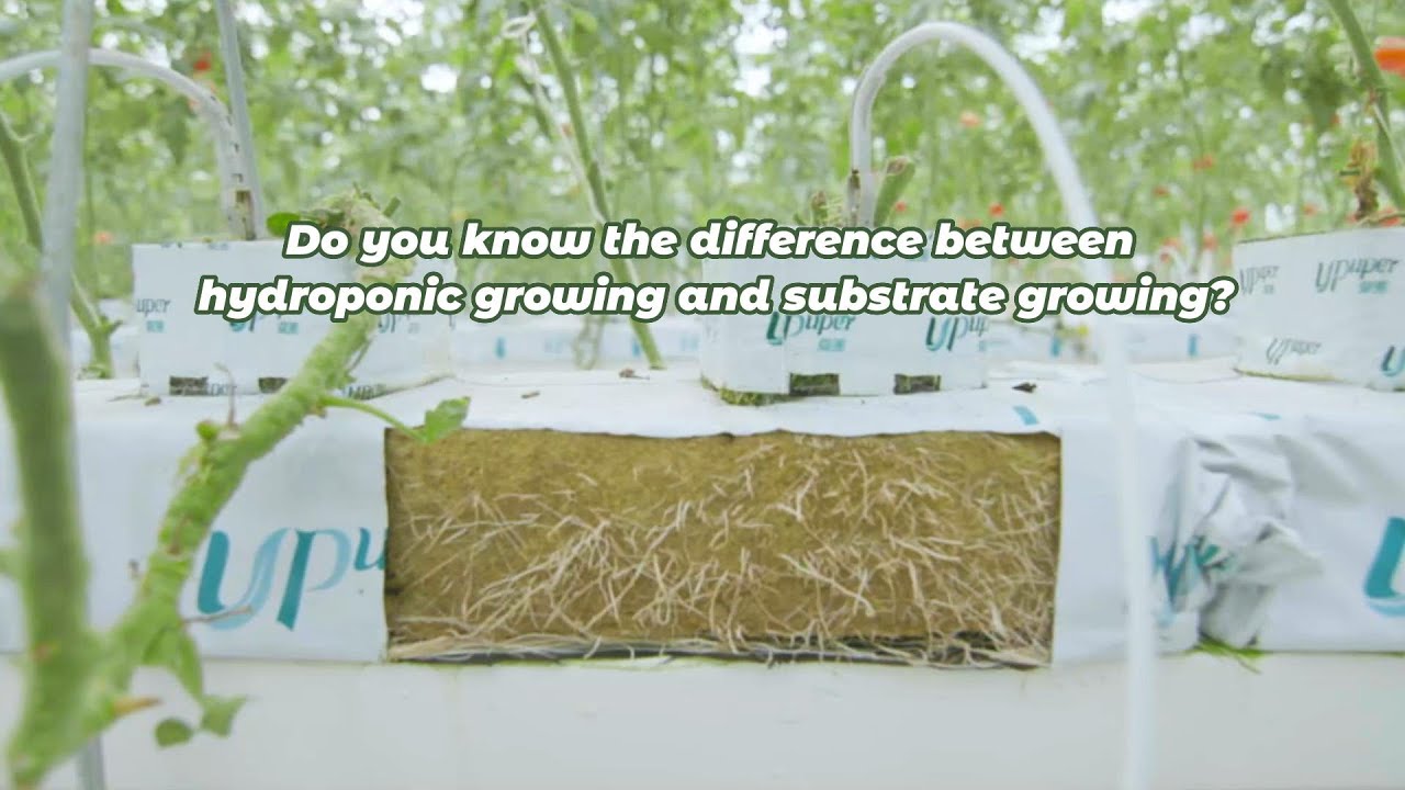 Do you know the difference between hydroponic leafy vegetable planting ...