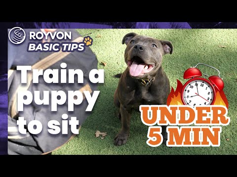 How to teach your pup to sit ❘ Royvon Basic Tips