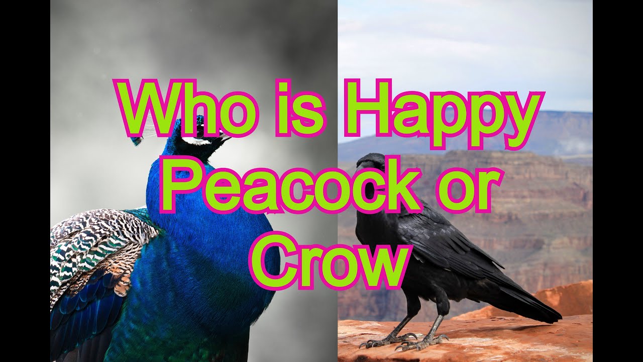 Who is happy? Crow or peacock- Moral story - YouTube