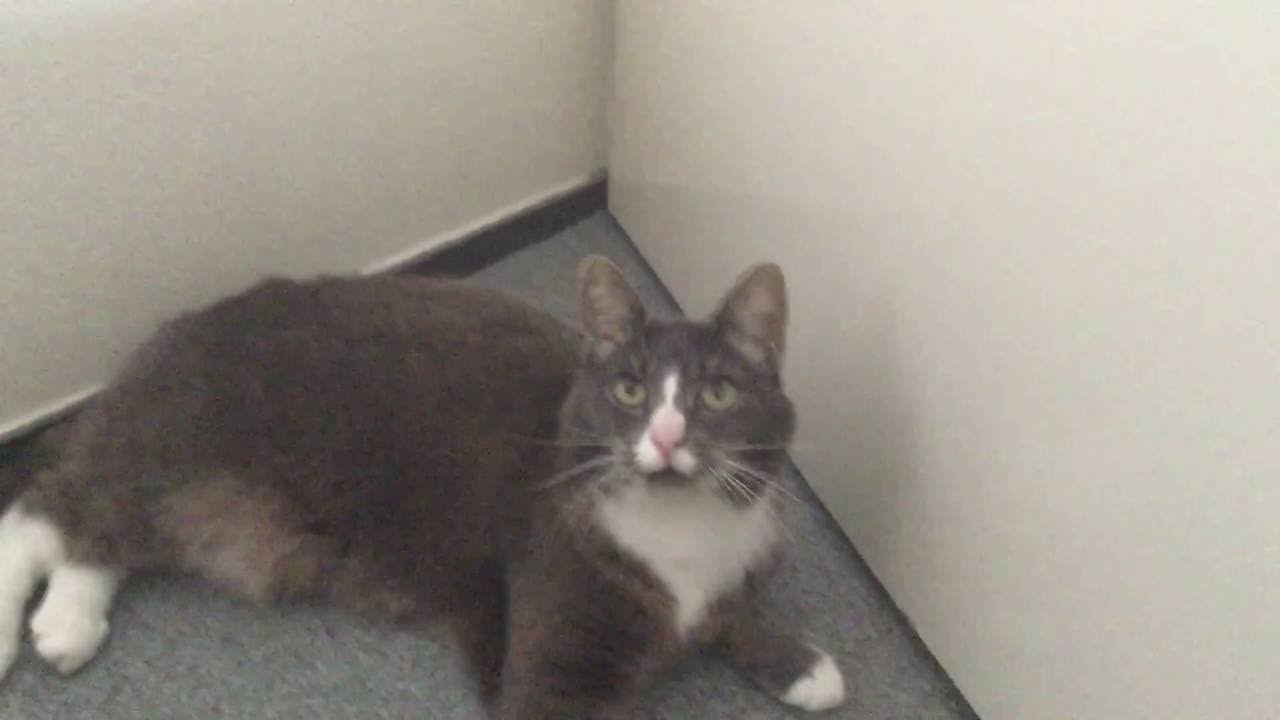 Het katten verhaal - YouTube