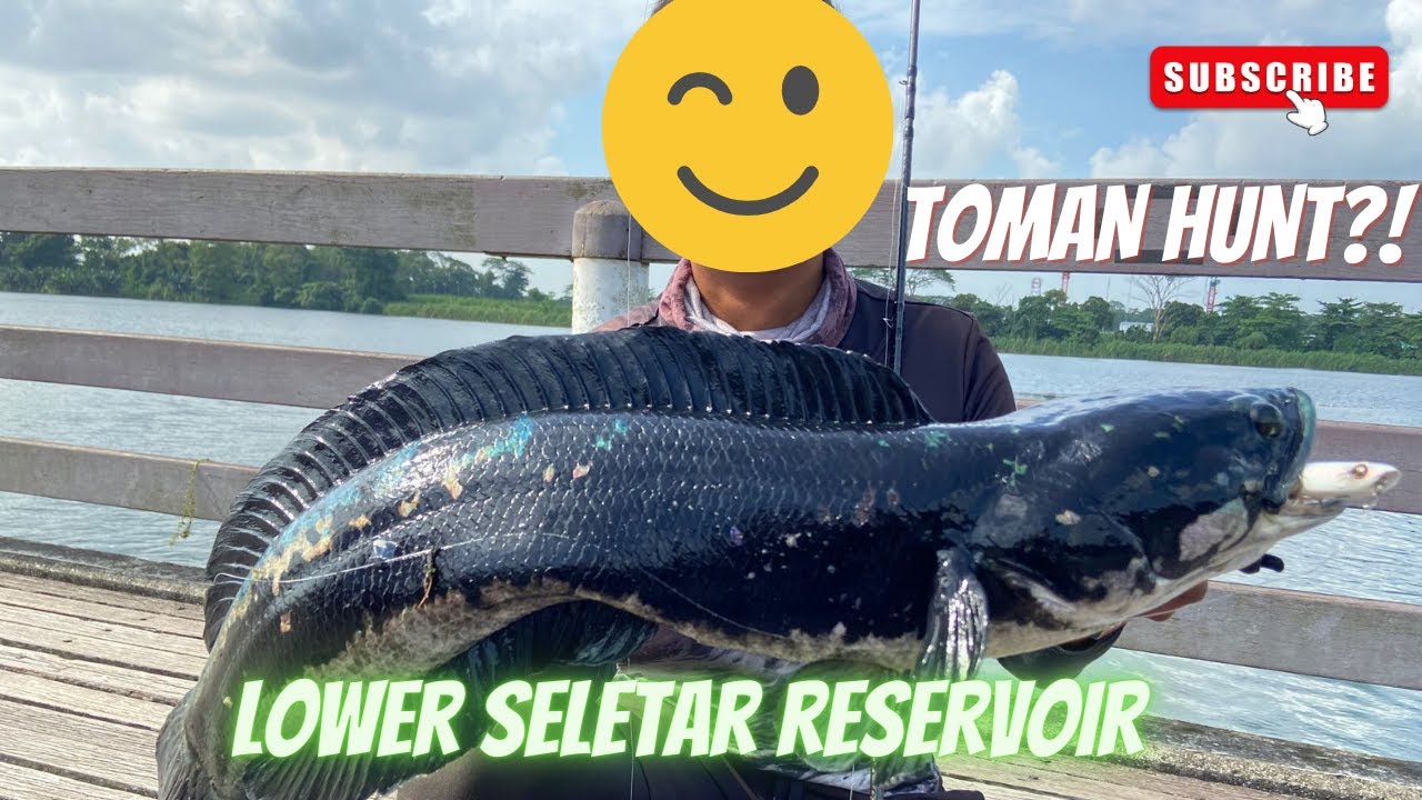 Episode 9: Giant Snakehead/Toman Fry Encounter! | Lower Seletar ...