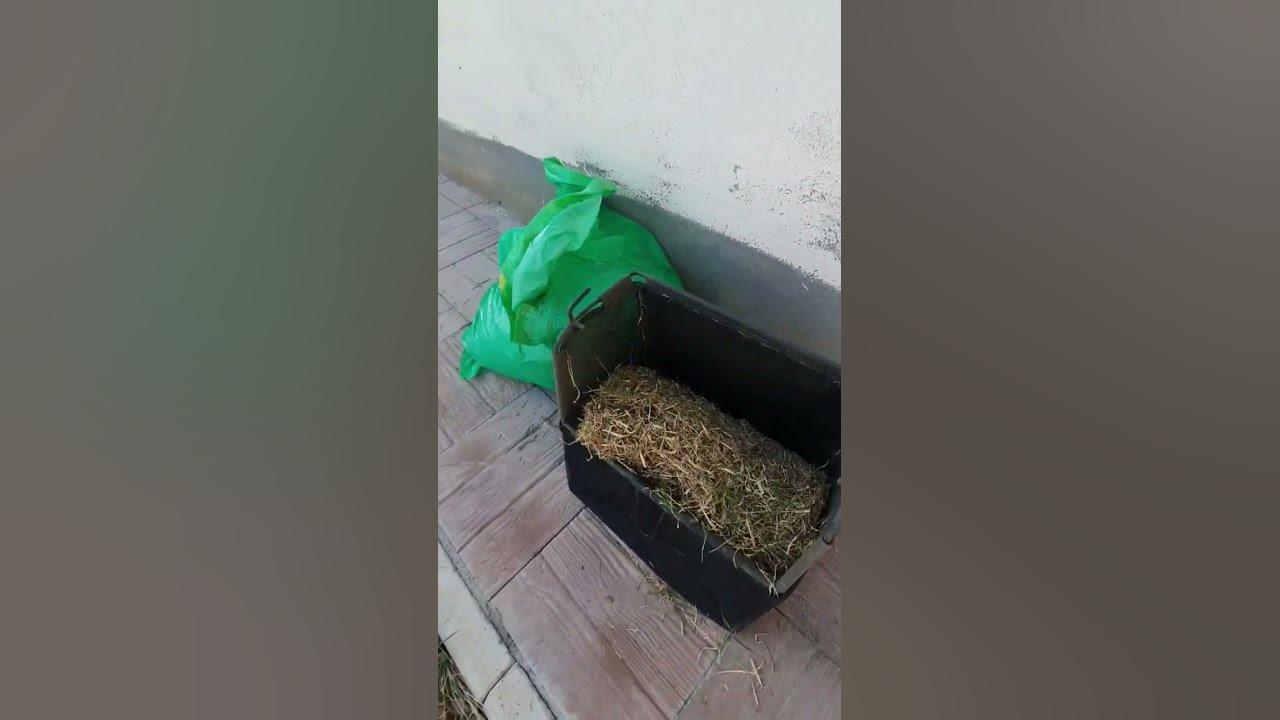 Взял скарификатор в аренду. - YouTube