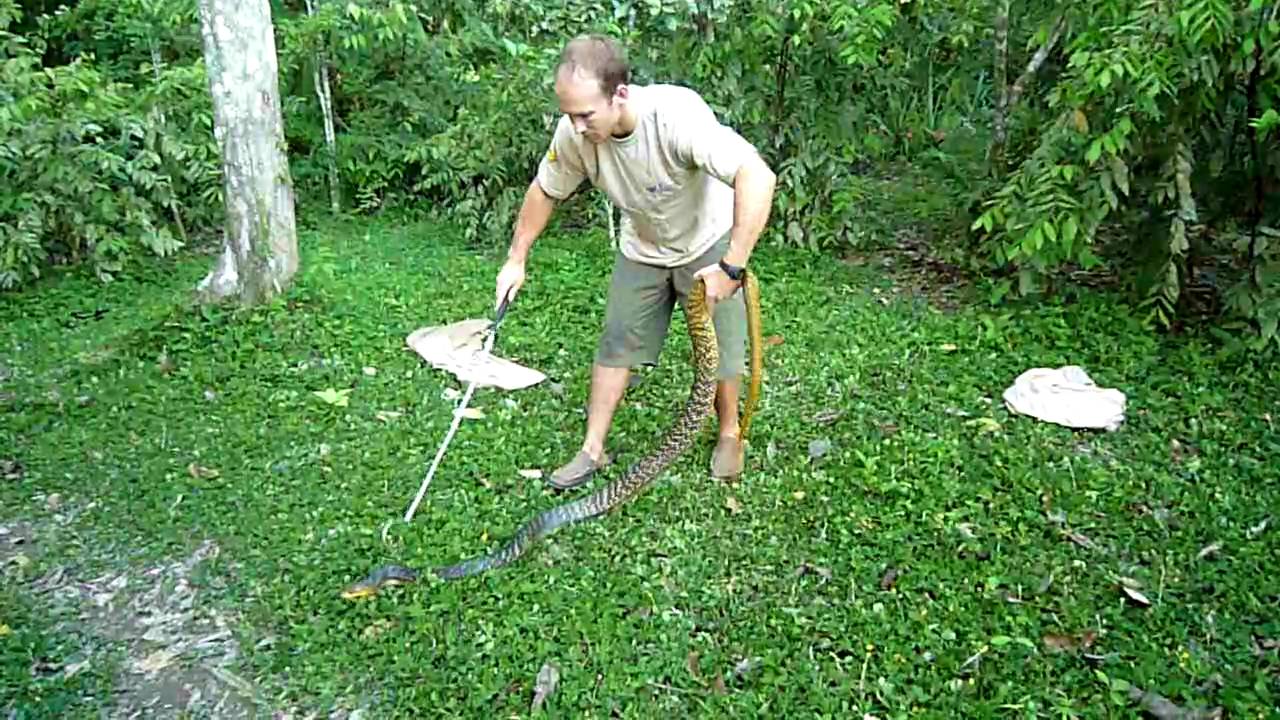 SWT- Bagging a HUGE snake in the Amazon! (pt 1) - YouTube