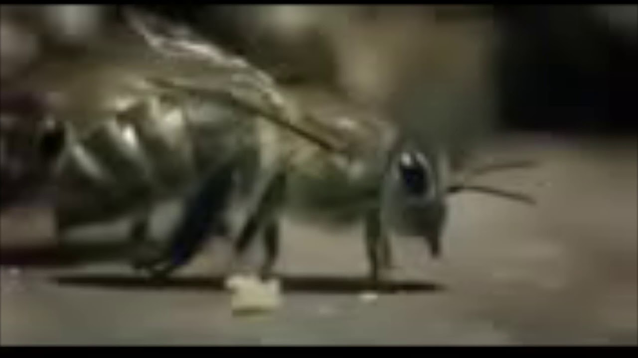 Godzilla Bee - YouTube